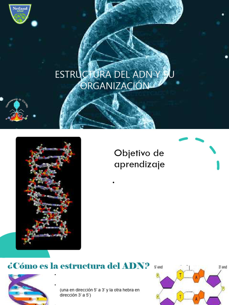 Estructura Adn y Su Organización | PDF | Adn | Cromosoma