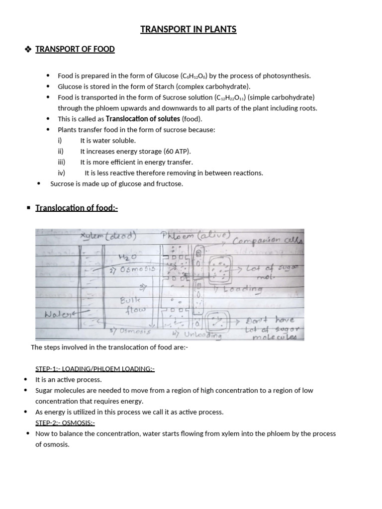 Transport in Plants Notes | PDF | Osmosis | Root