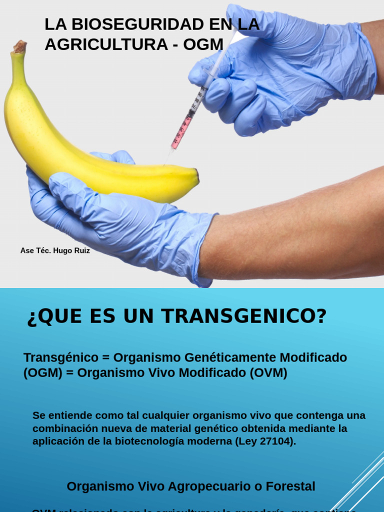 La Bioseguridad en La Agricultura - Ogm: Ase Téc. Hugo Ruiz | PDF ...