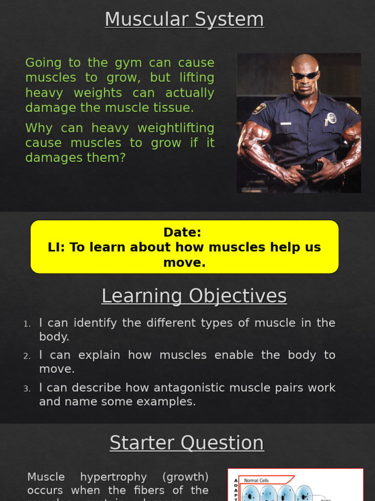 B203 - Muscular System | PDF | Muscle | Skeletal Muscle