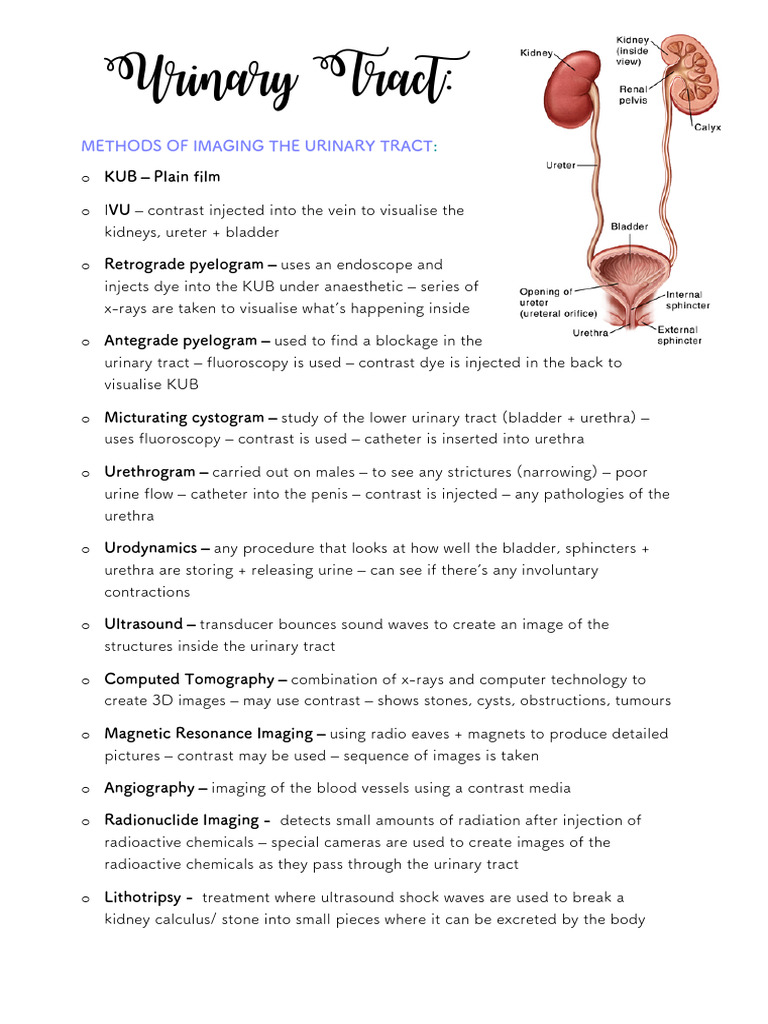 Urinary Tract | PDF