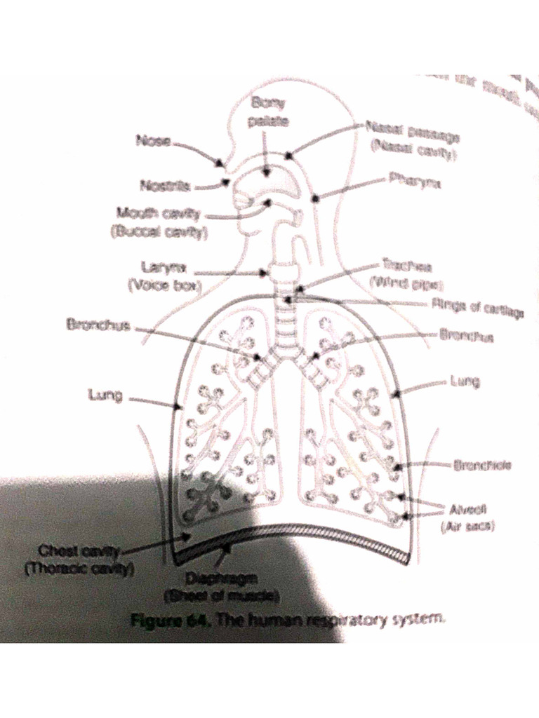 Respiratory System | PDF
