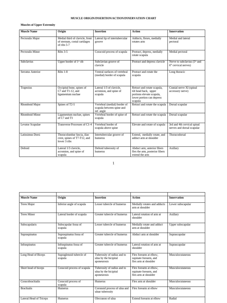 Upper Extremity Muscle Chart | PDF | Human Leg | Thumb
