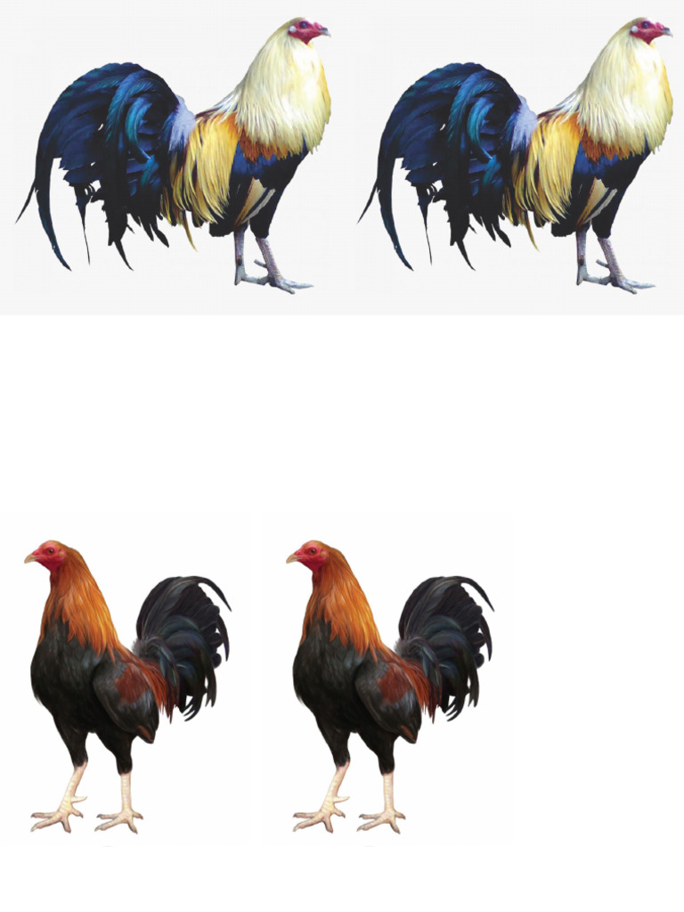 Caketpper Gallo | PDF