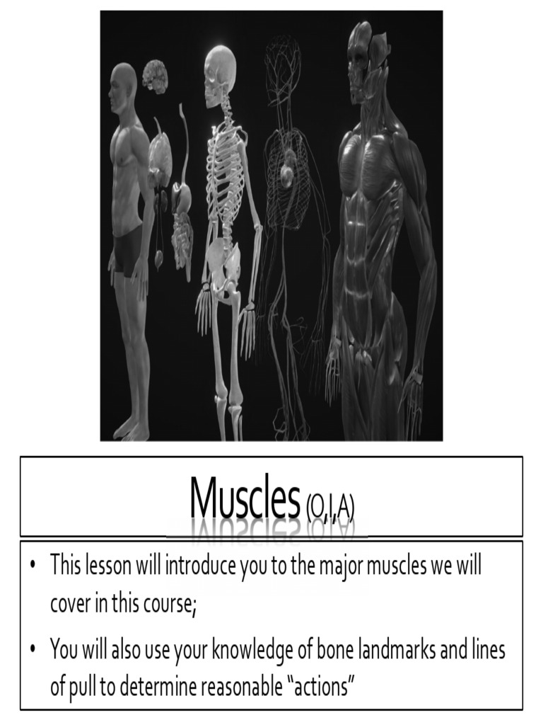 Lesson 0verview B - Muscle Outline B&W | PDF | Human Leg | Joints