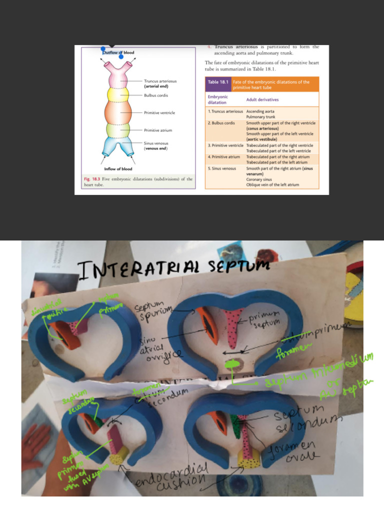 Embryo Models - 231127 - 211041 2 | PDF