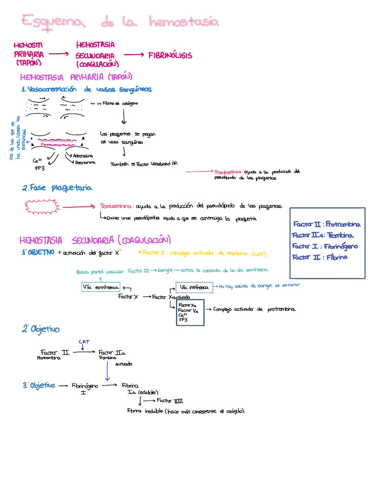 Esquema Tarea Hemato | PDF