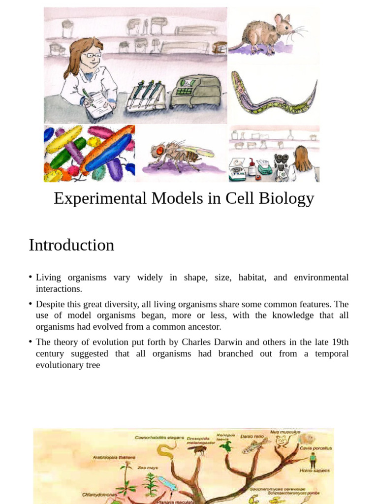 2.experimental Models in Cell Biology | PDF | Virus | Embryonic Stem Cell