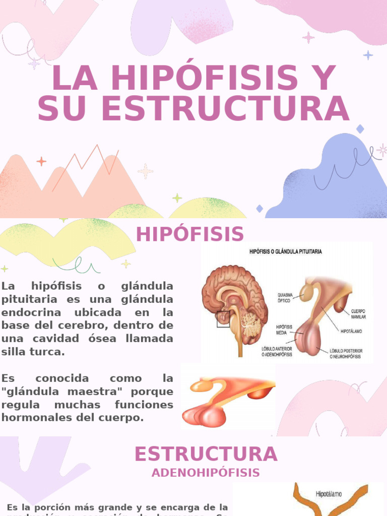 Estructura y Funciones de la Hipófisis | PDF