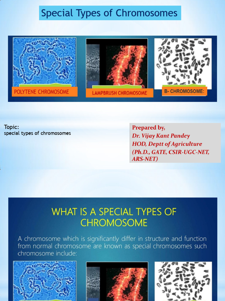Special Types of Chromosomes Explained | PDF