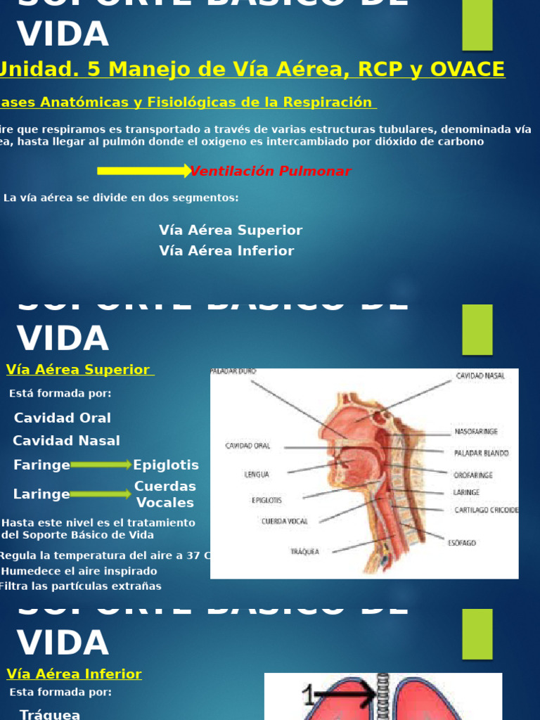Soporte Basico de Vida Unidad 5 Manejo de Via Aerea, RCP y Ovace | PDF ...