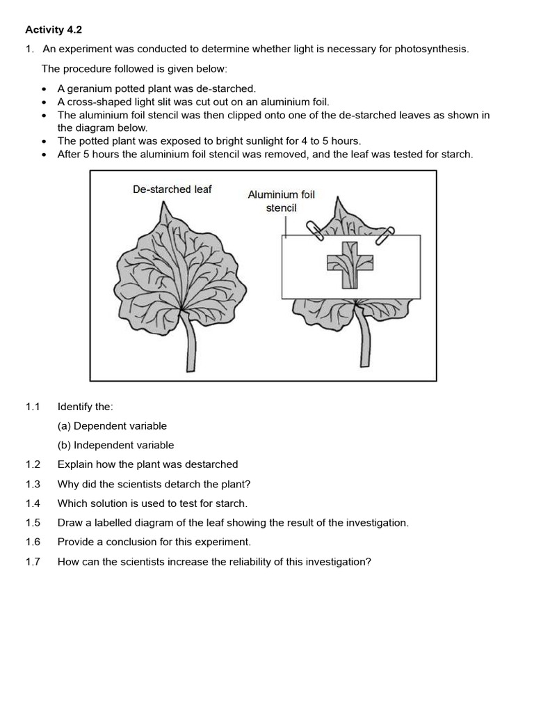 Photosynthesis Experiment Analysis | PDF