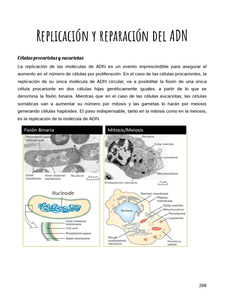 11 Replicacion y Reparacion de Adn 2022 | PDF | Replicación De Adn | Adn