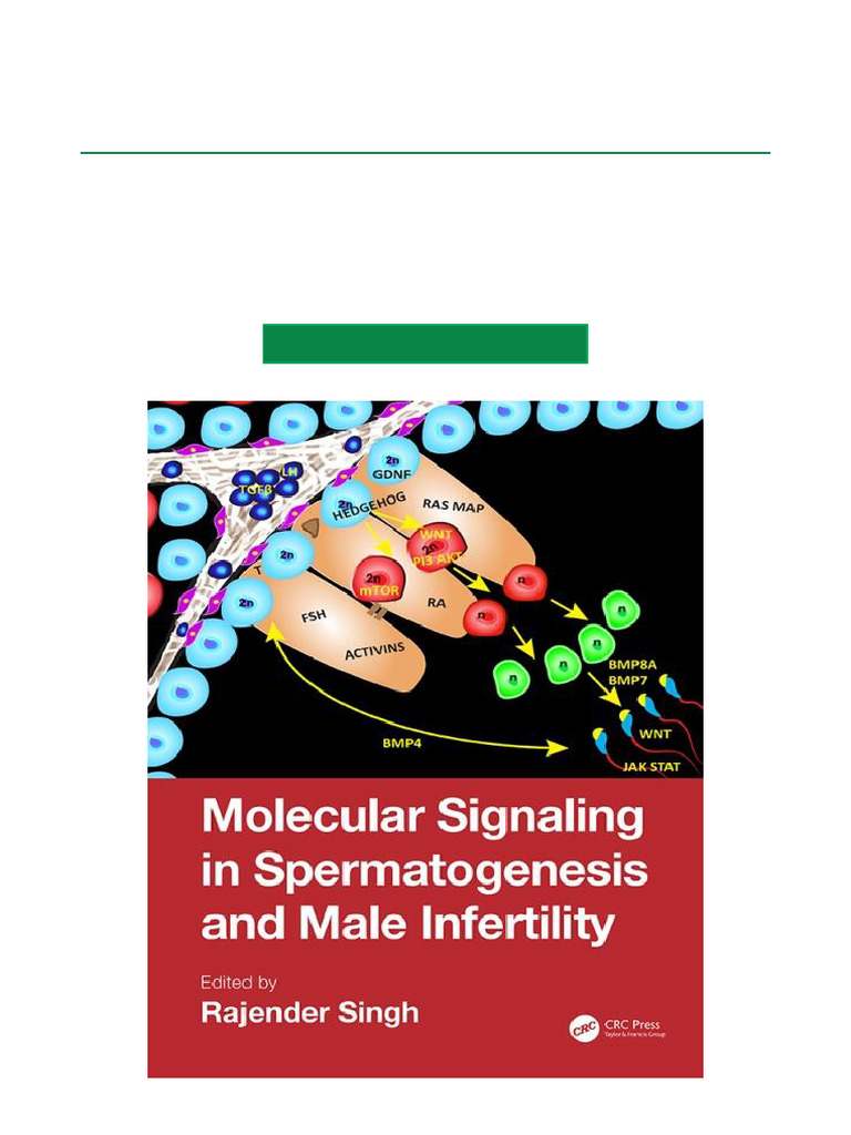 Molecular Signaling in Spermatogenesis and Male Infertility, 1st ...