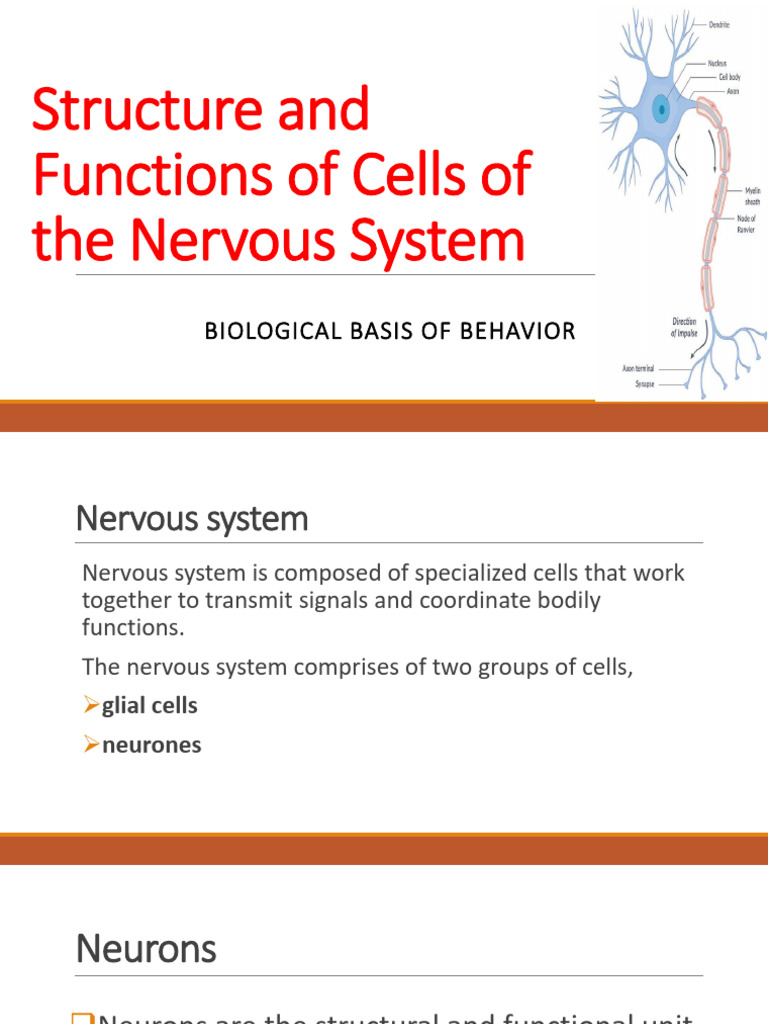 Structure and Functions of Cells of The Nervous | PDF | Neuron | Axon