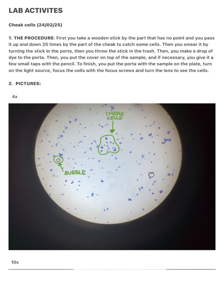 Microscopy Lab Activities Guide | PDF