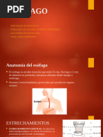ESÒFAGO (Anatomía, Embriología, Histología y Fisiología) | PDF ...