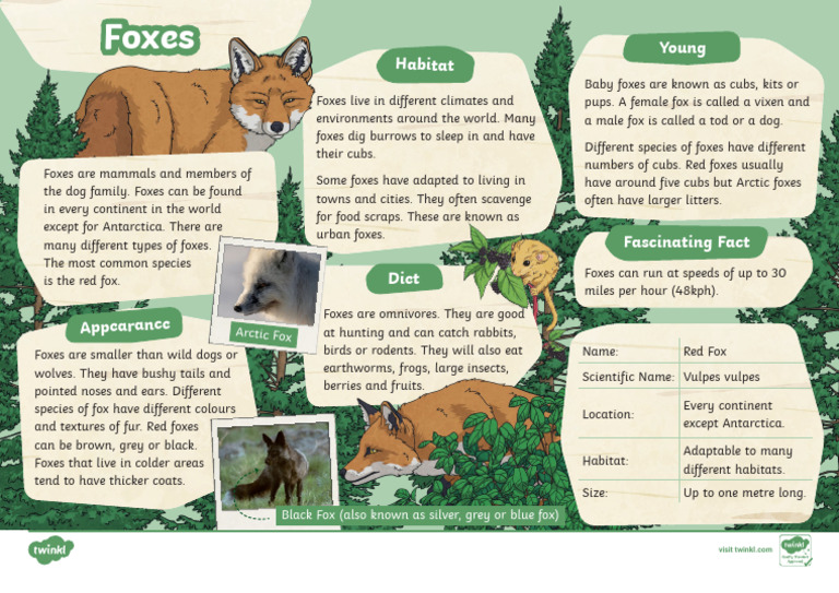 foxes ks2 fact file | PDF | Fox | Zoology