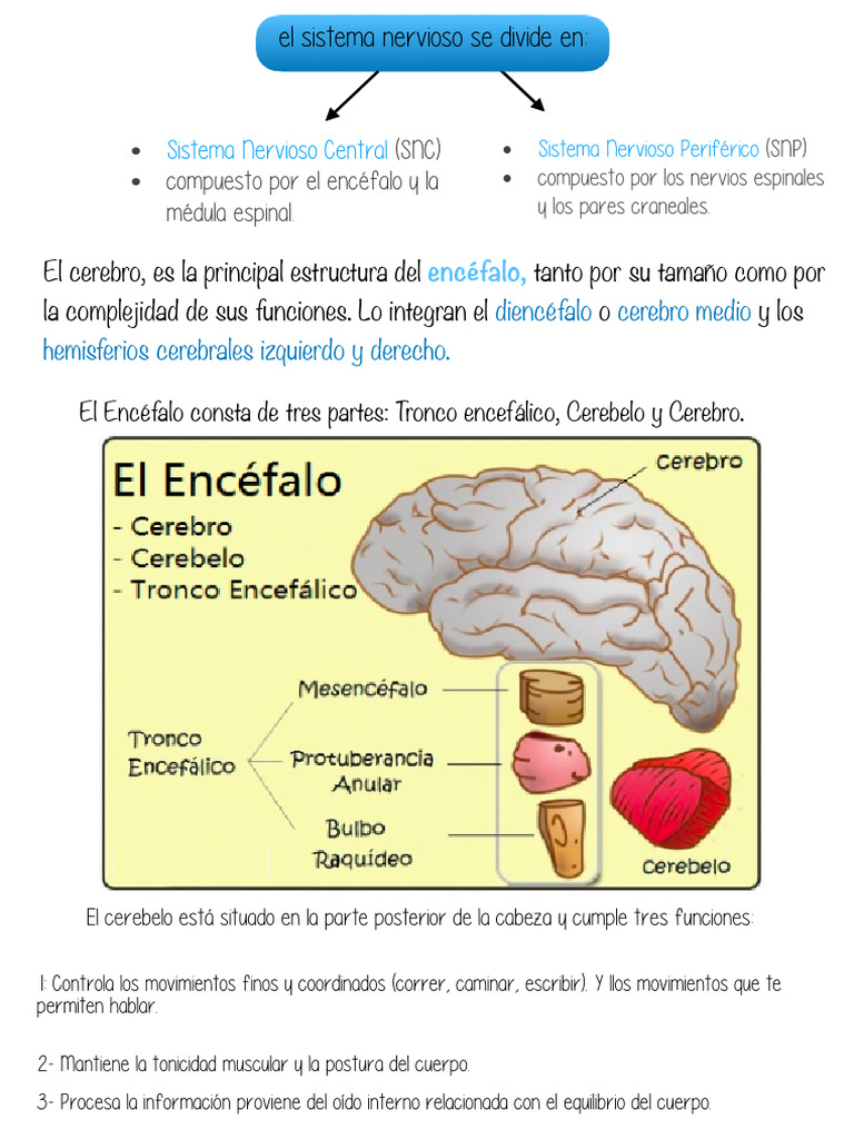 sist, nerv. | PDF | Cerebro | Sistema nervioso central