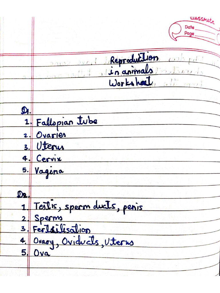 Class 8 Worksheets | PDF