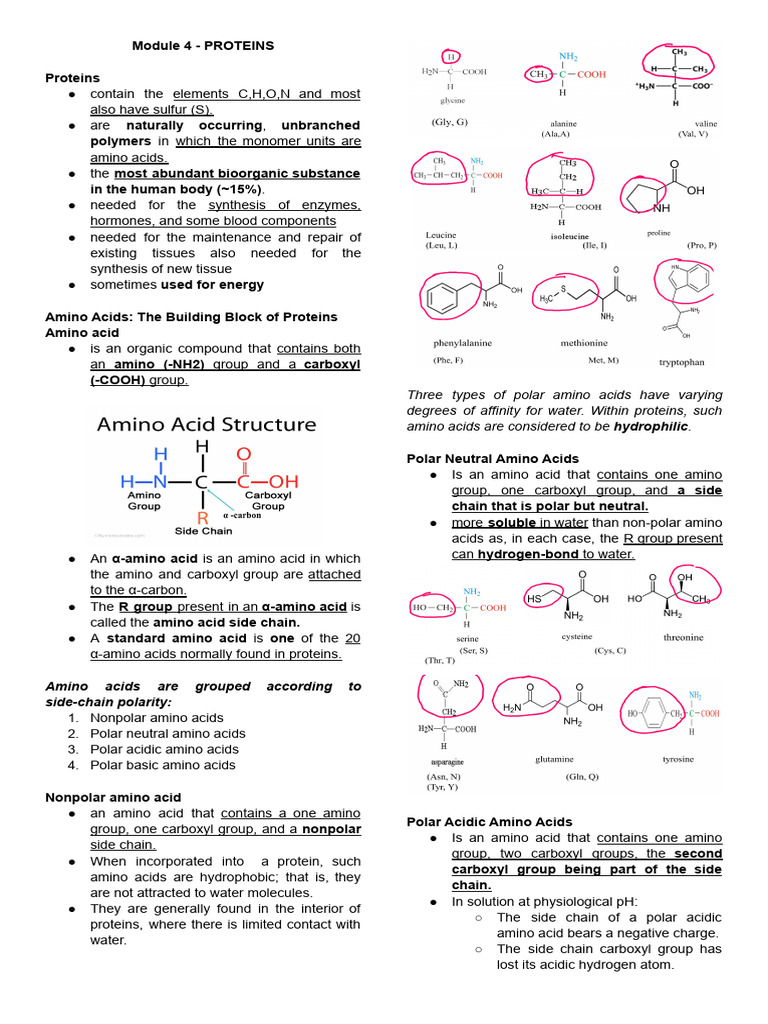 Understanding Proteins and Amino Acids | PDF | Enzyme | Amino Acid