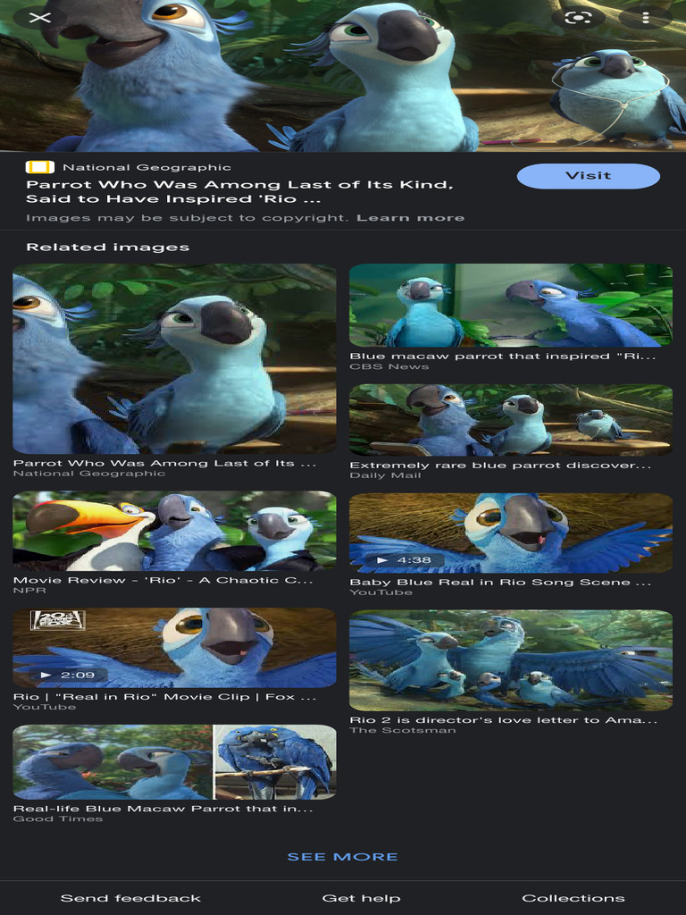 Blue Bird From.rio - Google Search | PDF