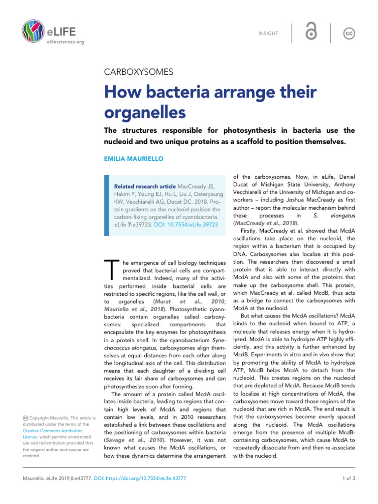How Bacteria Arrange Their Organelles | PDF | Cell (Biology) | Bacteria