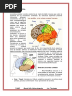 Lobulo de La Insula | PDF | Corteza Insular | Lóbulo temporal
