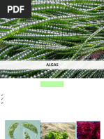Aula Teórica - Algas Verdes | PDF | Eucariotas | Biologia