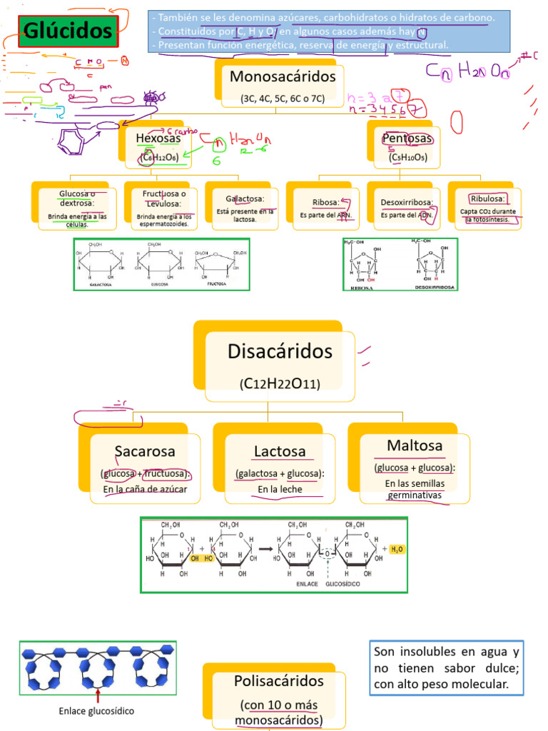 GLUCIDOS-26-28 | PDF | Carbohidratos | Glucosa