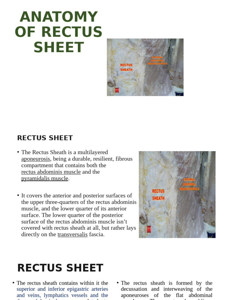 Anatomy of Rectus Sheet | PDF | Abdomen