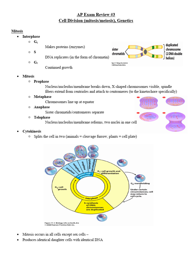 Cell Division, Genetics | PDF | Meiosis | Mitosis