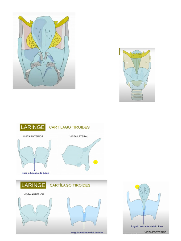 Laringe Imagenes | PDF