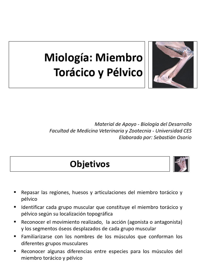 Clase Miologia Miembro Toracico y Pelvico | PDF | Hombro | Pelvis