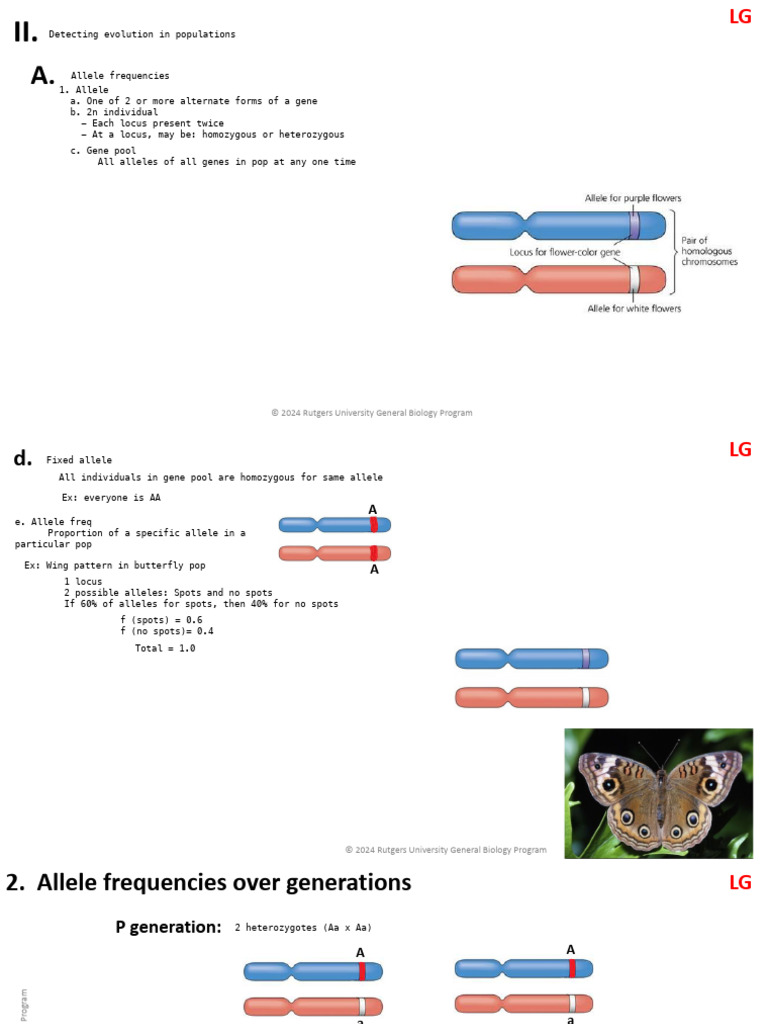 20 LG Population Genetics | PDF | Allele | Zygosity