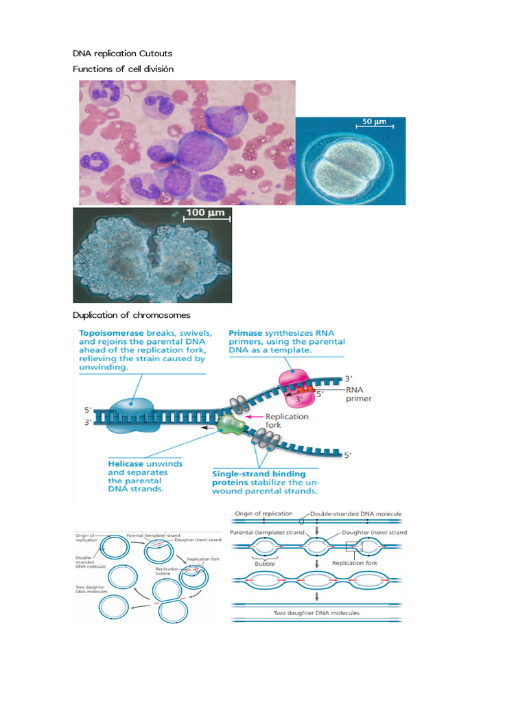 DNA Replication Cutouts | PDF
