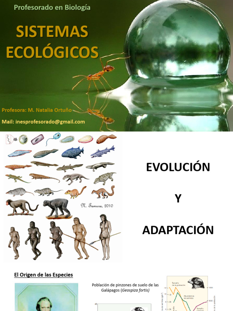 CLASE 4 Adaptaciones y Evoluci-N | PDF | Evolución | Reproducción