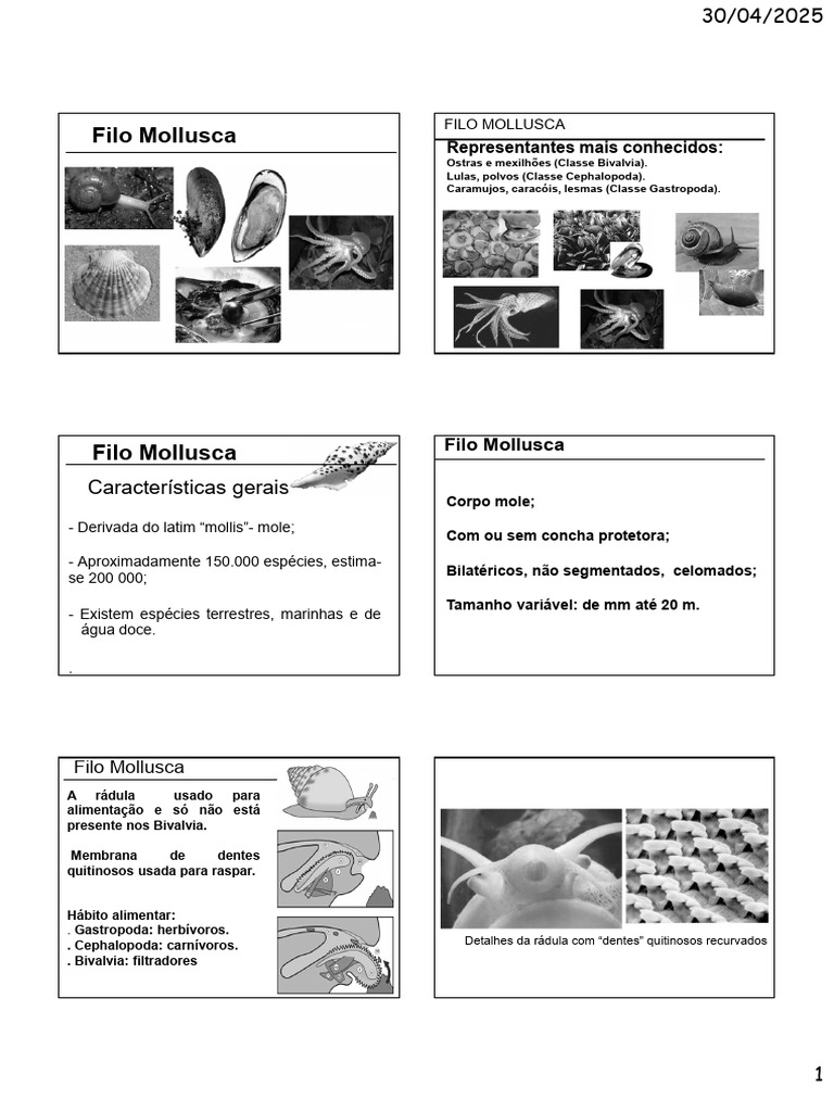 Importância do Filo Mollusca e Artrópodes | PDF | Moluscos | Insetos