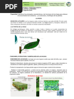 Estructura y Tipos de Limbo en Hojas | PDF | Hoja | Botánica