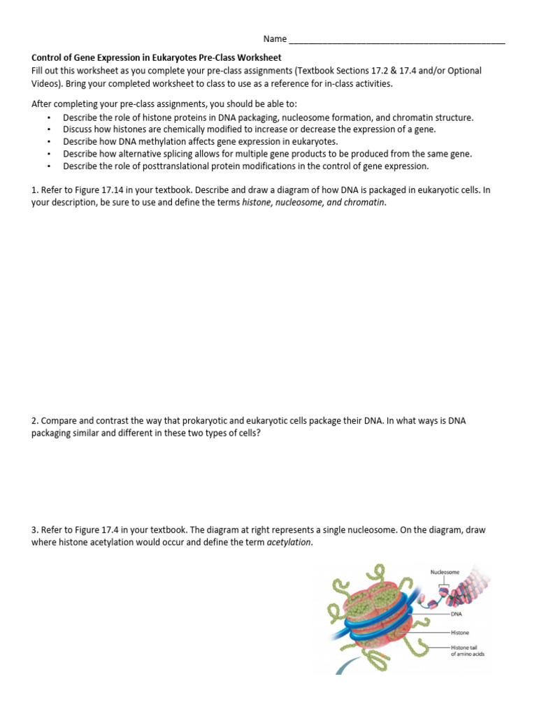Eukaryotic Gene Expression Worksheet | PDF | Gene Expression | Histone