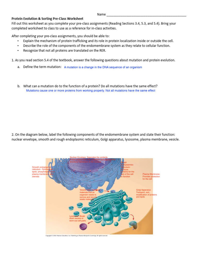 Week 7a Translation 2 v2 | PDF | Endoplasmic Reticulum | Cell Membrane