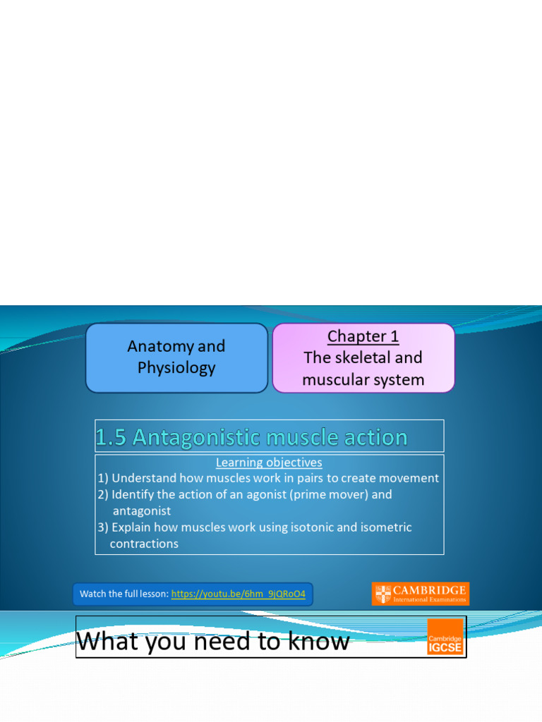 Understanding Antagonistic Muscle Action | PDF | Muscle Contraction ...