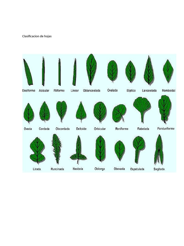 Clasificacion de Hojas | PDF
