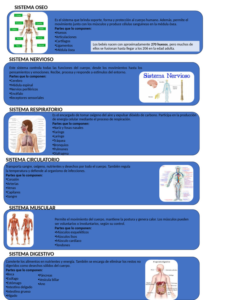 LUCHO | PDF | Músculo | Sistema digestivo humano