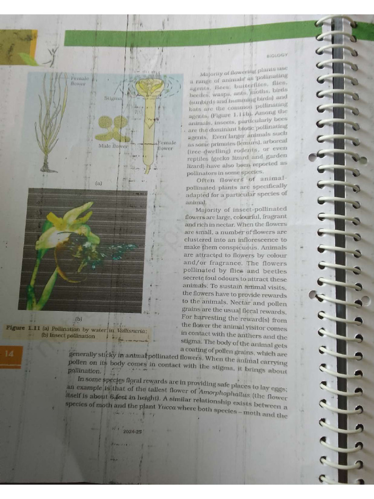 Botany - 16 | PDF