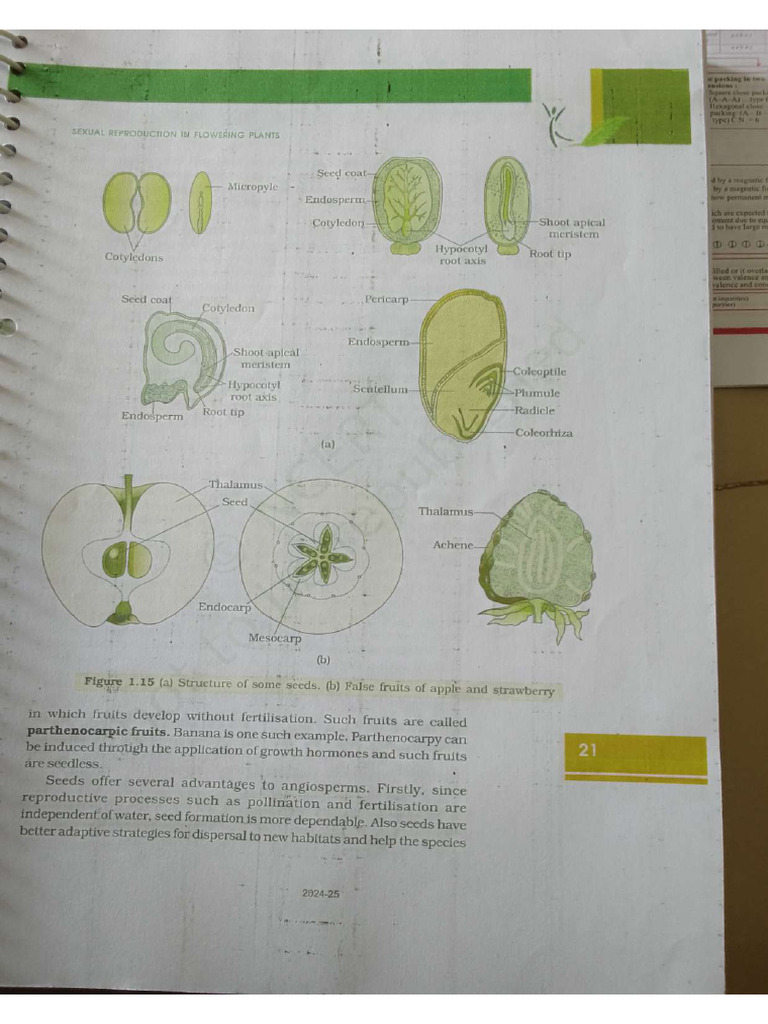 Botany 23 | PDF