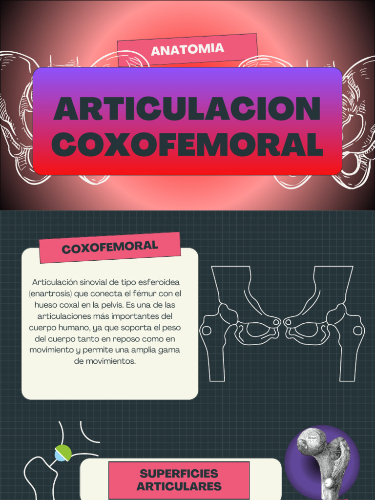 Articulacion Coxofemoral | PDF | Articulación | Anatomía humana