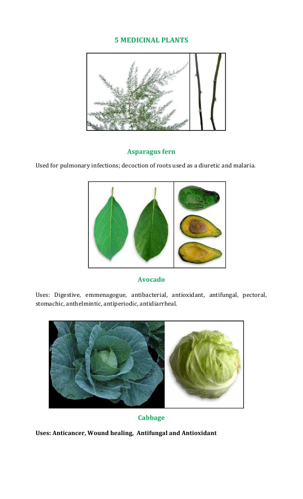 Five Medicinal Plants and Their Uses | PDF | Botany | Diseases And ...
