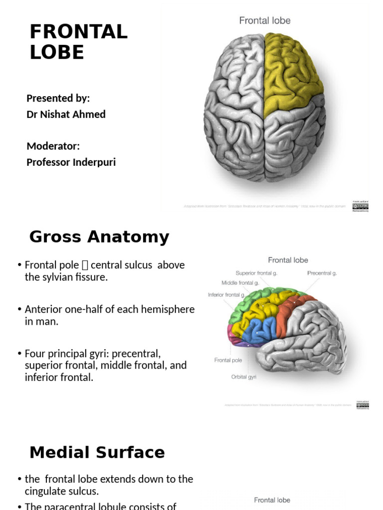 FRONTAL LOBE, Hand Muscles, Eeg, 2 Papers - 5 Presentations | PDF ...