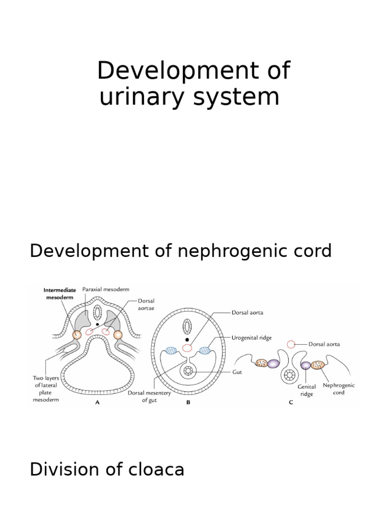 Development of Urinary System | PDF